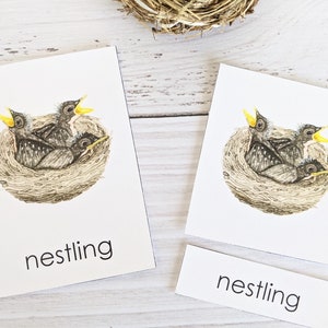 American Robin Life Cycle Pack | Homeschool Printable | 3-part Cards ...