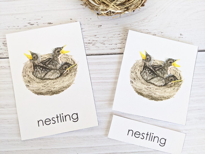 American Robin Life Cycle Pack Homeschool Printable 3-part - Etsy