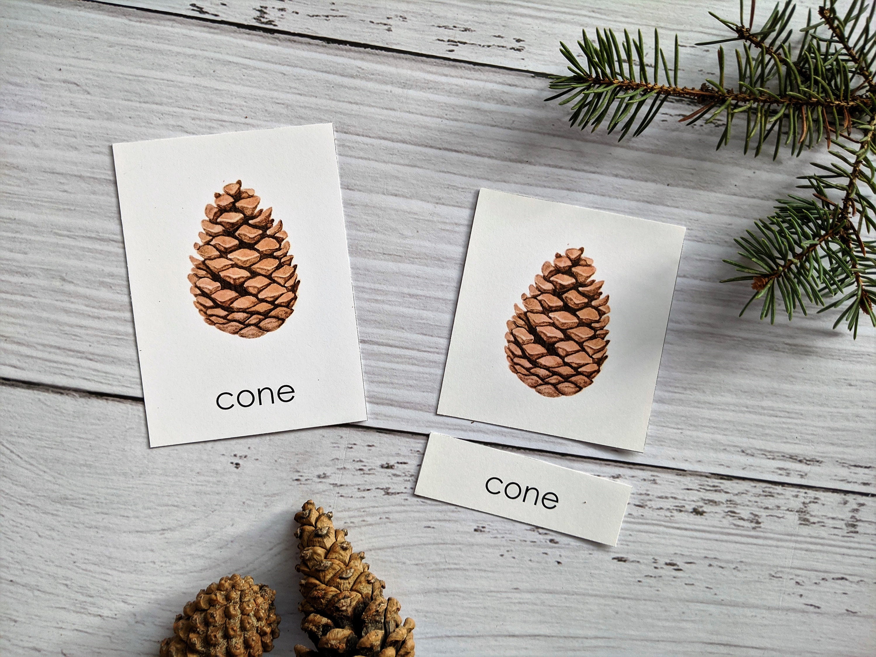 Winter Mini Poster and Cards | Homeschool Printable | 3-part Cards - Etsy