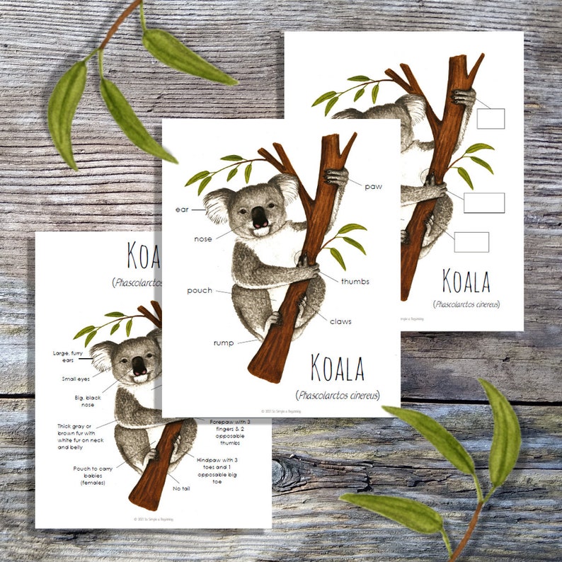 Koala Anatomy Pack | Homeschool Printable | Nature Study - Etsy