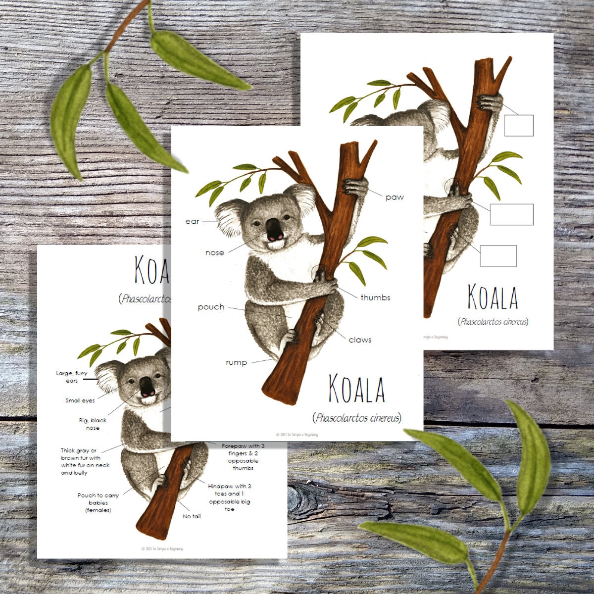 Koala Anatomy Pack Homeschool Printable Nature Study | Etsy
