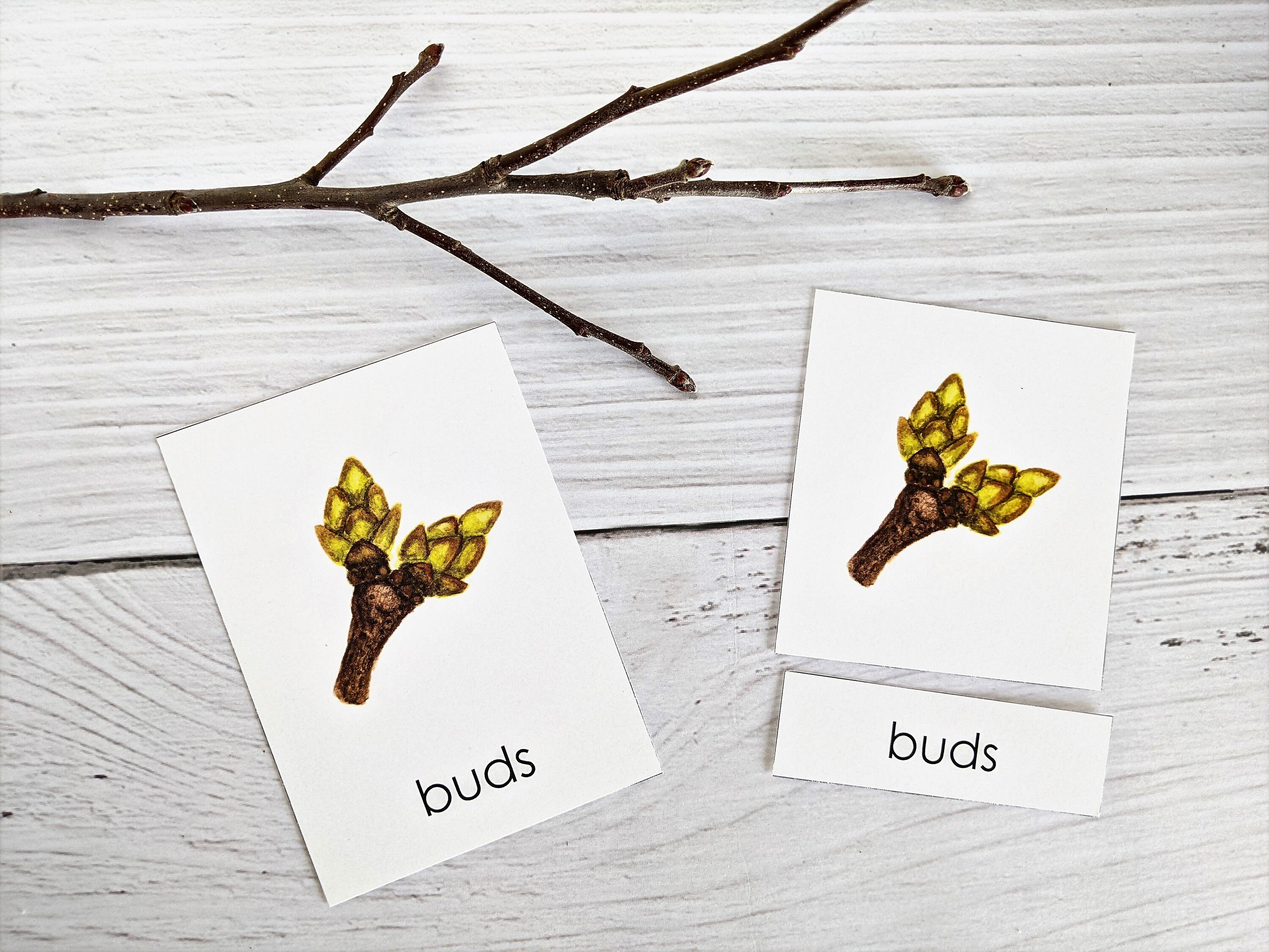 Spring Mini Poster & Cards Homeschool Printable Nature | Etsy