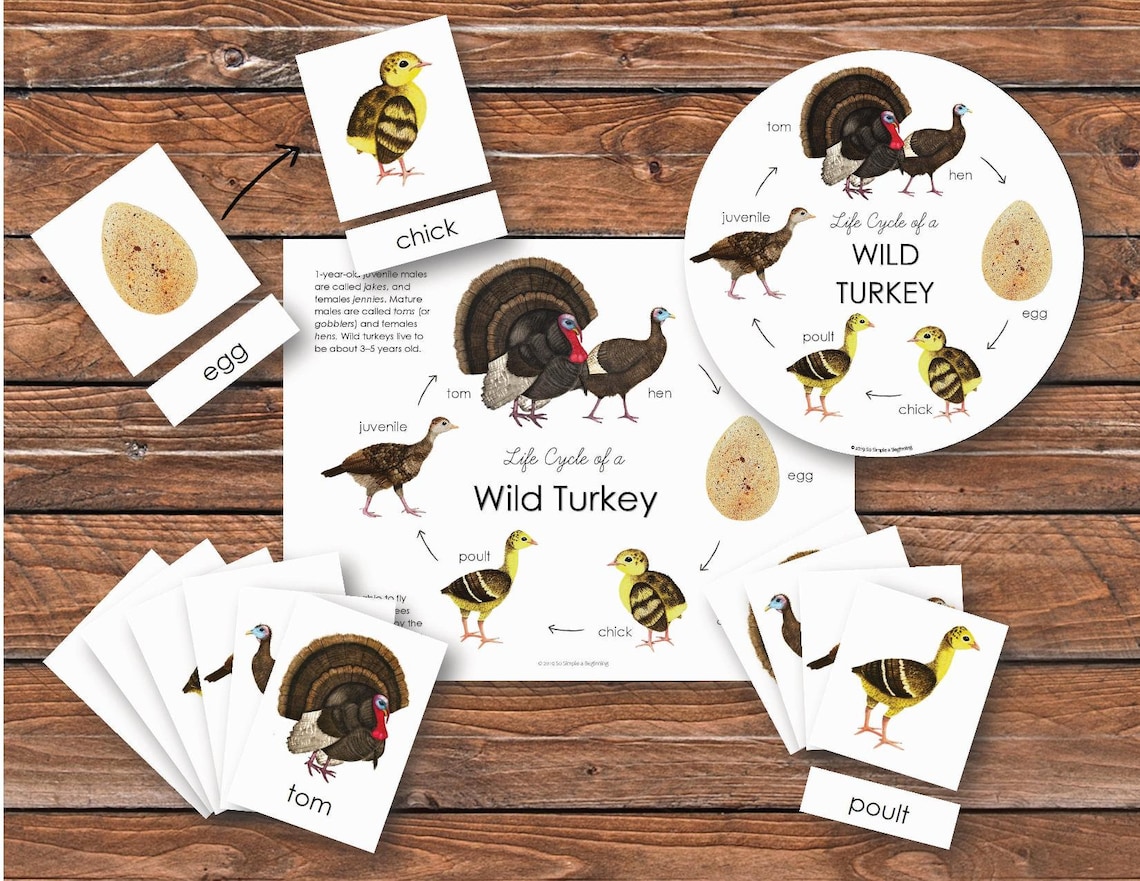 Wild Turkey Life Cycle