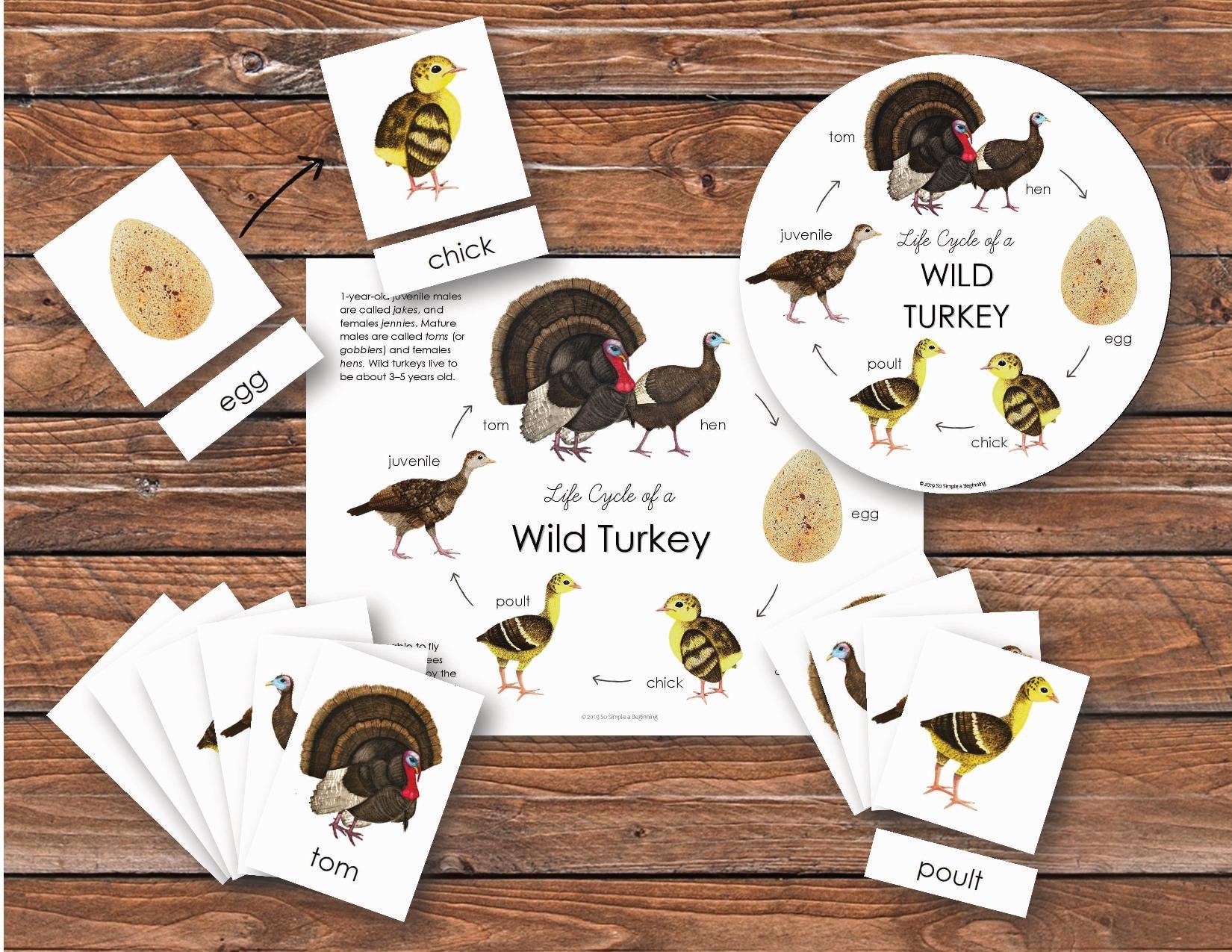 Wild Turkey Life Cycle Pack | Homeschool Printable | Nature Study - Etsy