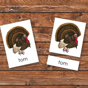 Wild Turkey Life Cycle Pack | Homeschool Printable | Nature Study - Etsy