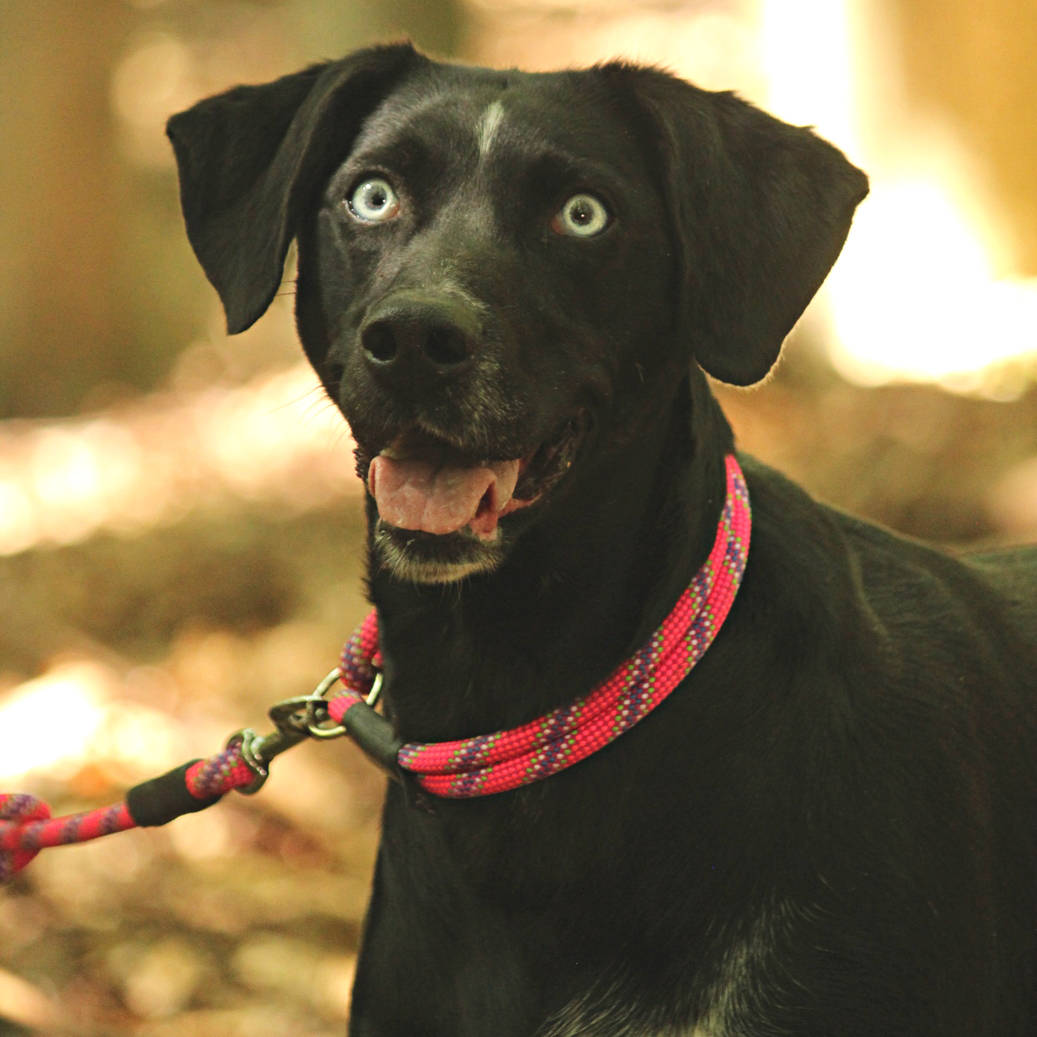Climbing Rope Dog Collar AKAI // Pink Raspberry Color // Custom Made ...