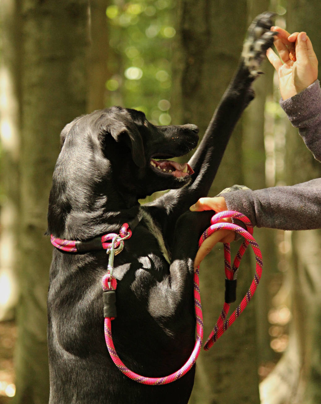 Climbing Rope Dog Collar AKAI // Pink Raspberry Color // Custom Made ...