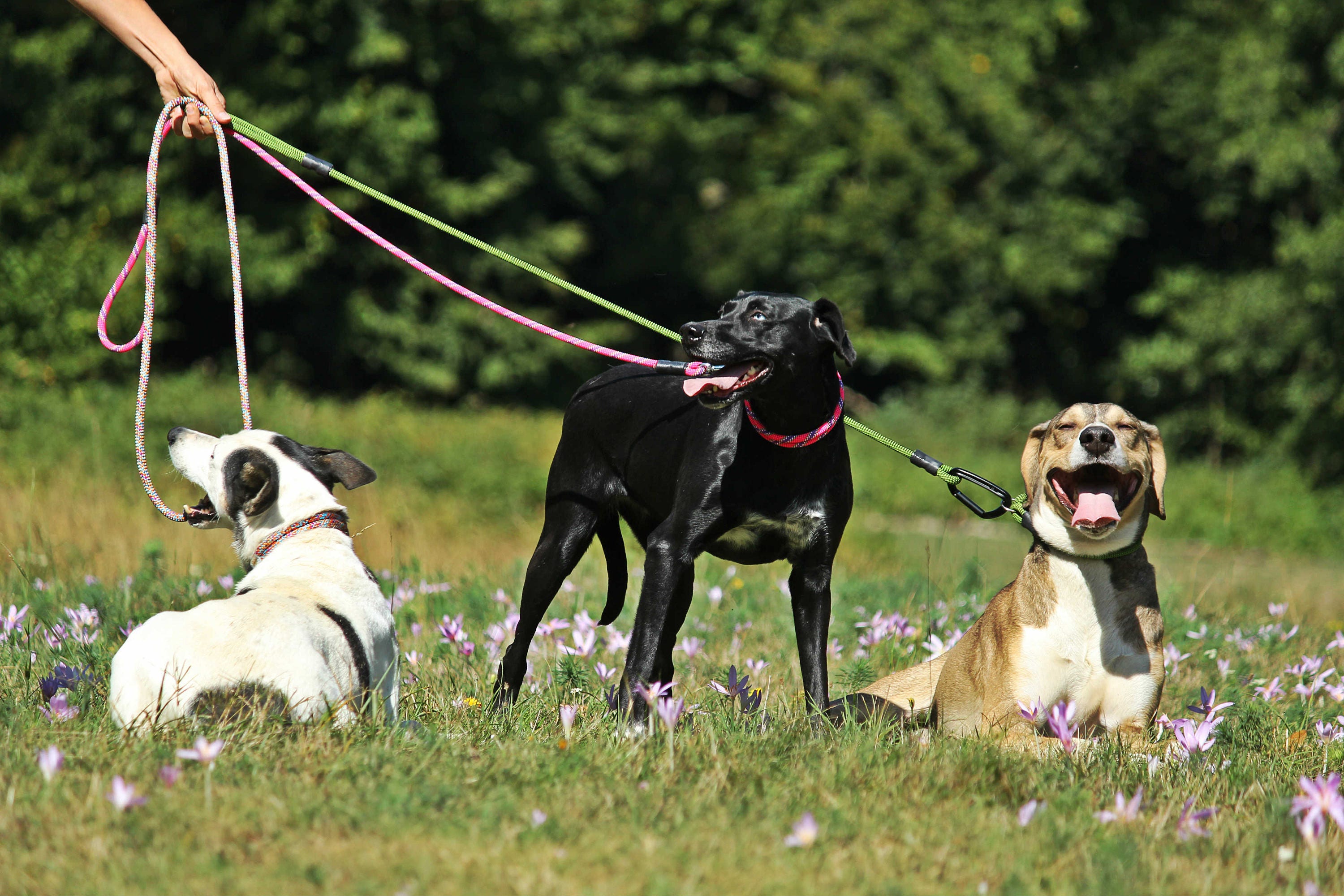 Climbing Rope Dog Collar AKAI // Pink Raspberry Color // Custom Made ...