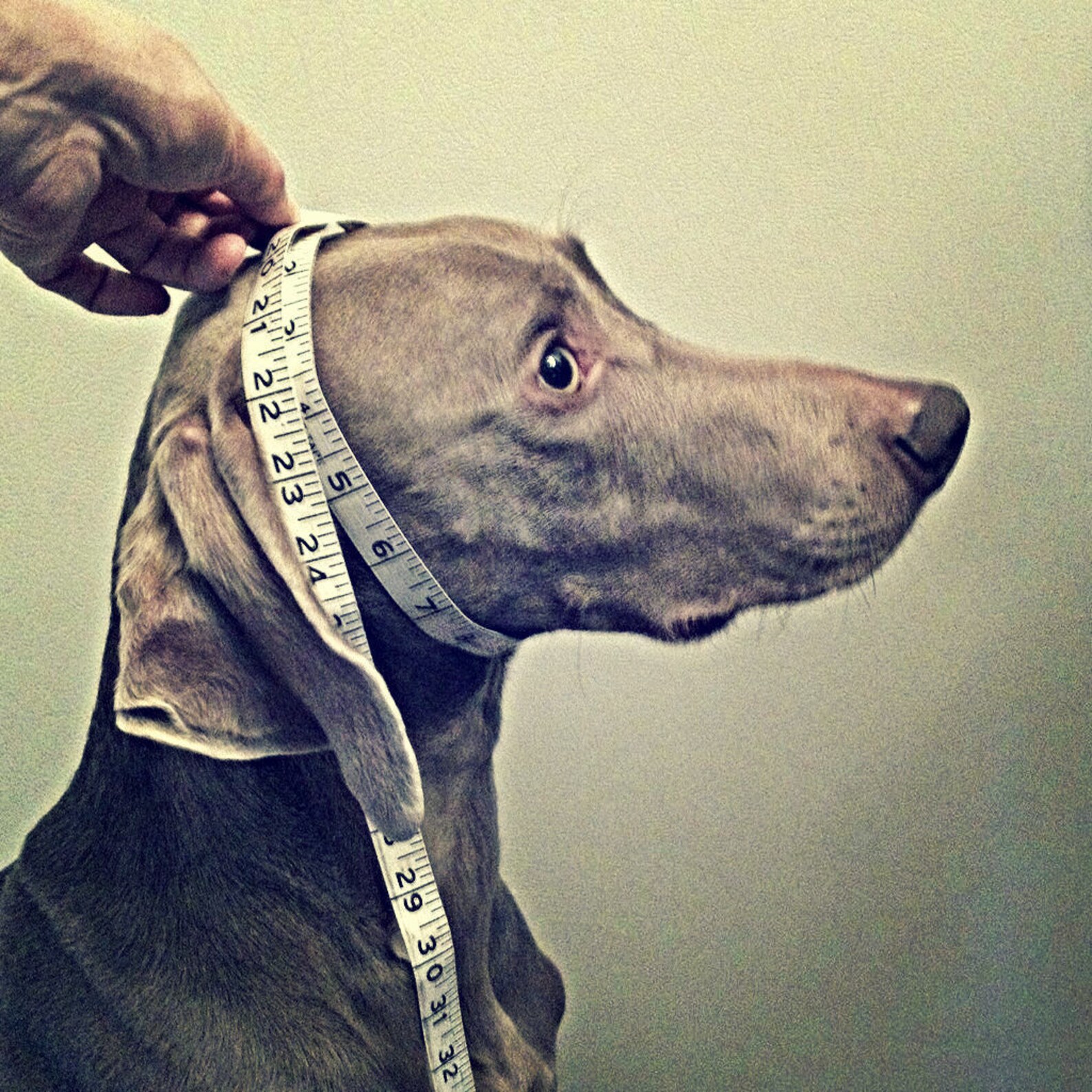 Climbing Rope Dog Collar AKAI // Pink Raspberry Color // Custom Made ...