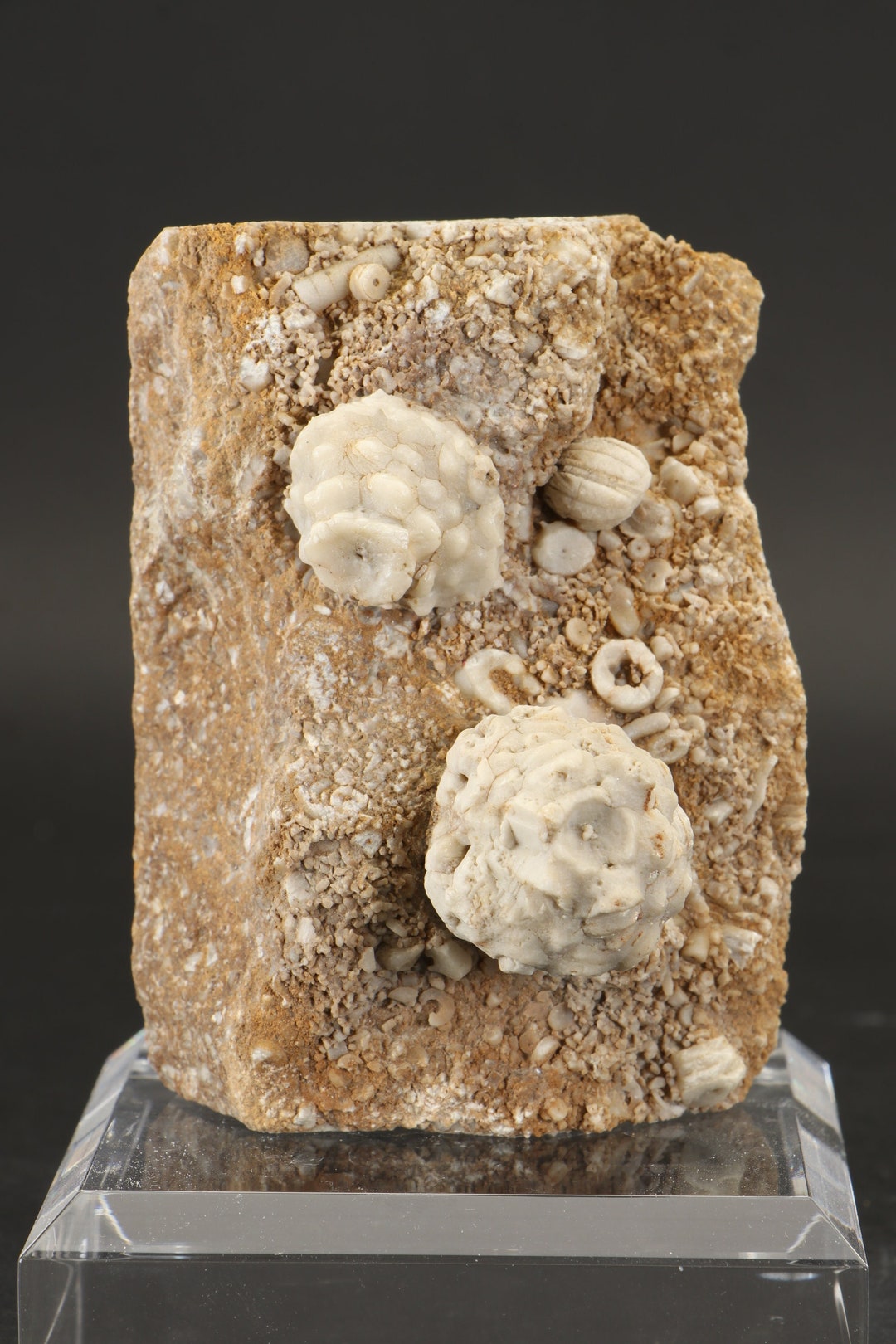 Crinoid and Blastoid Fossil Plate - Missouri Fossil Formation ...