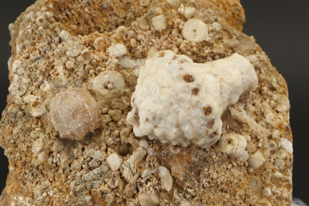 Plaque de fossiles de crinoïdes et de blastoïdes - Formation de ...