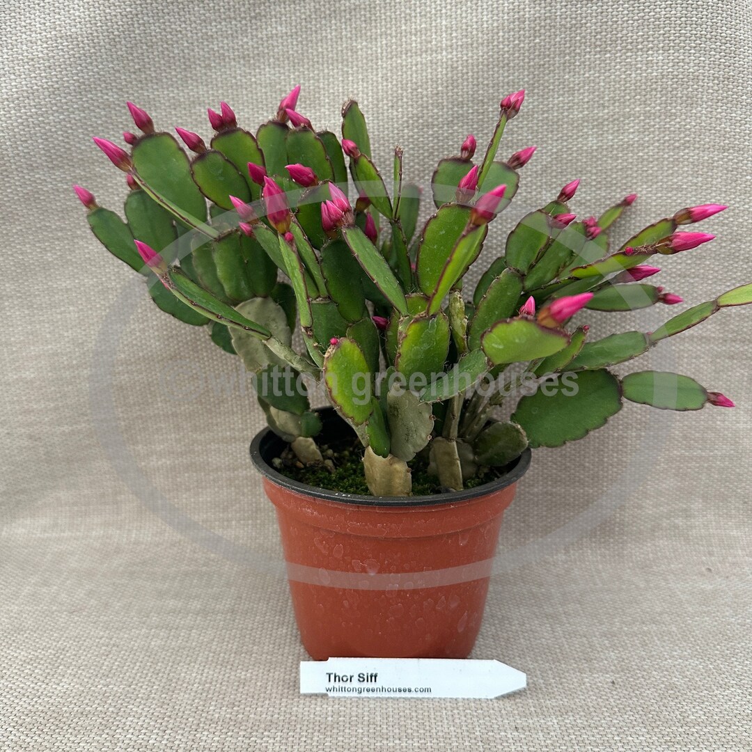 Easter Cactus thor Siff 4 Flowering Size Plant - Etsy