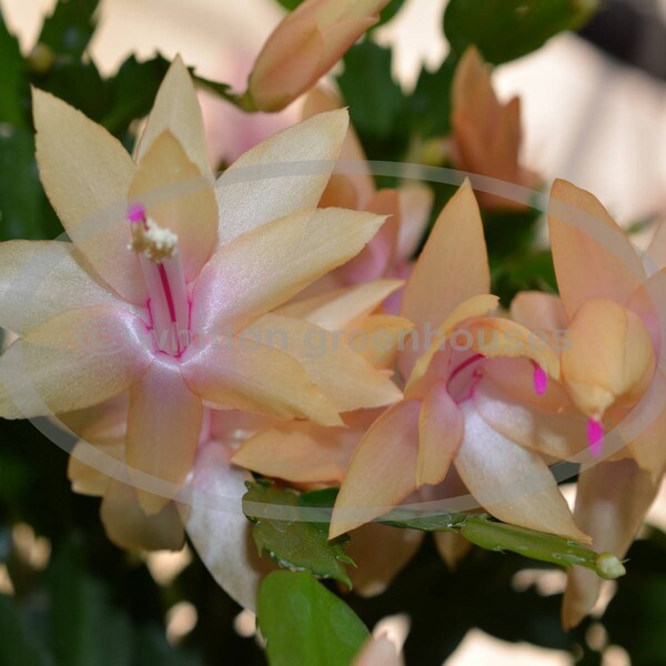 Christmas Cactus - Etsy