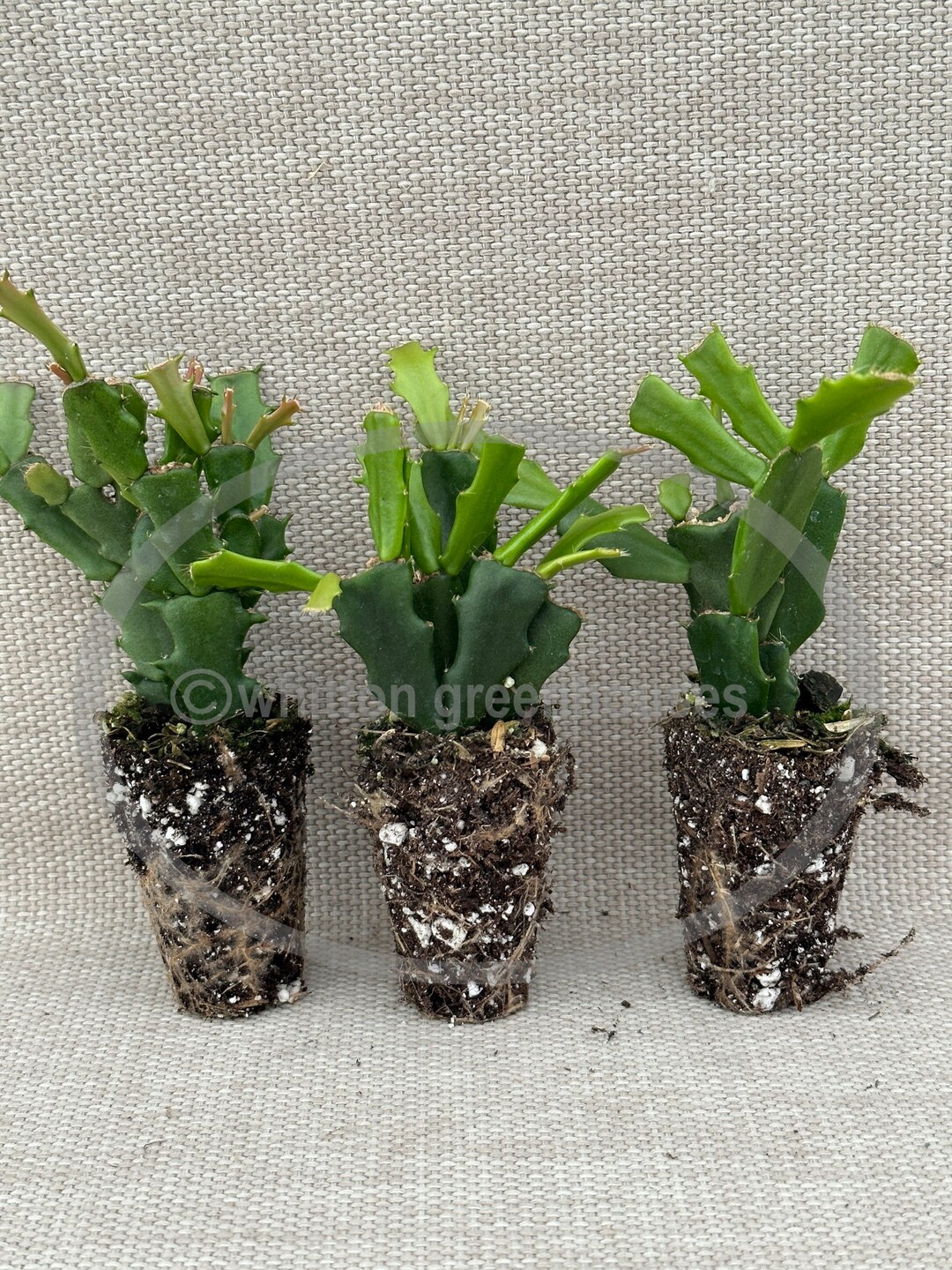 Thor Wild Orange - Thor Wild Pink - Thor White " - Starter Plants ...