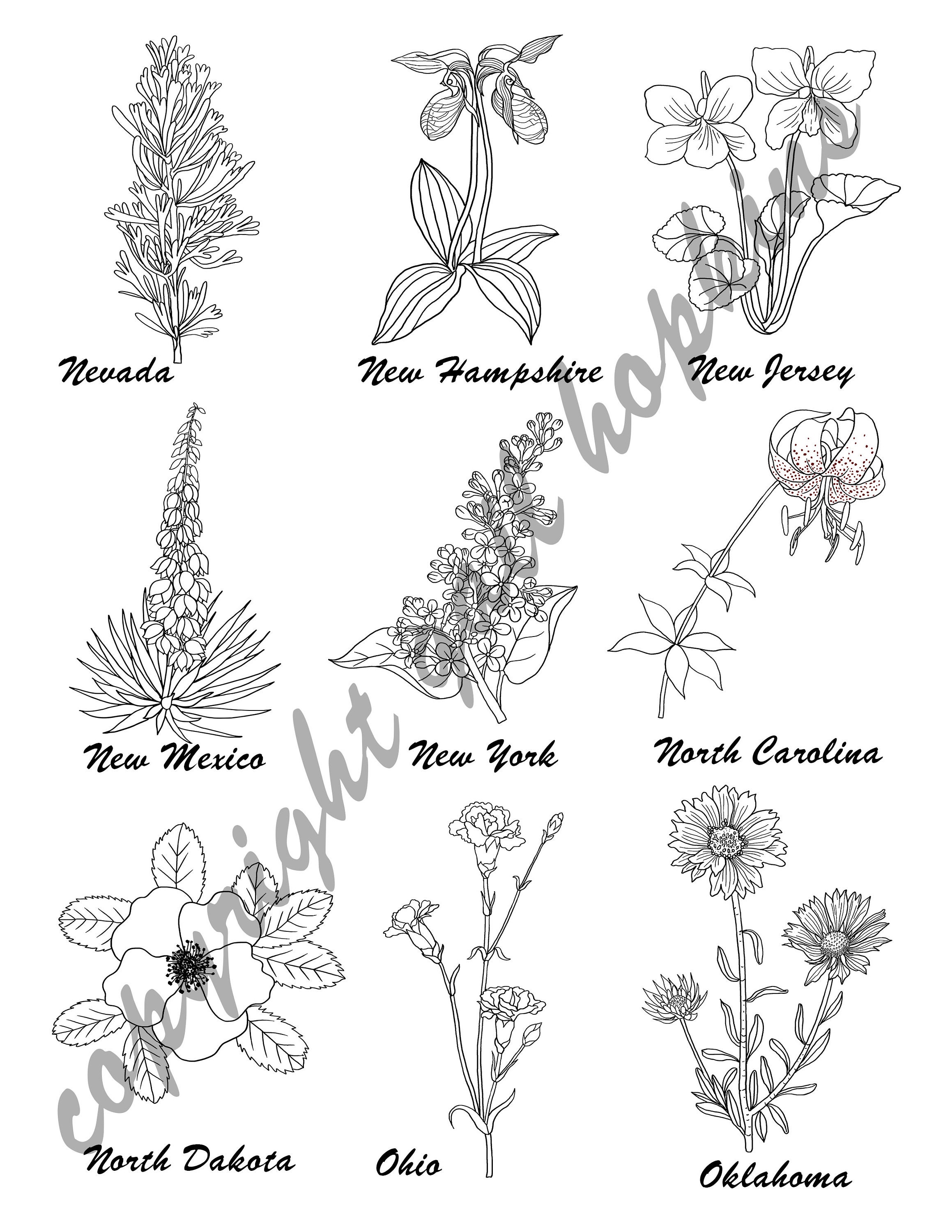 State Flower Coloring Pages Digital Download. Adult, Teen Child ...