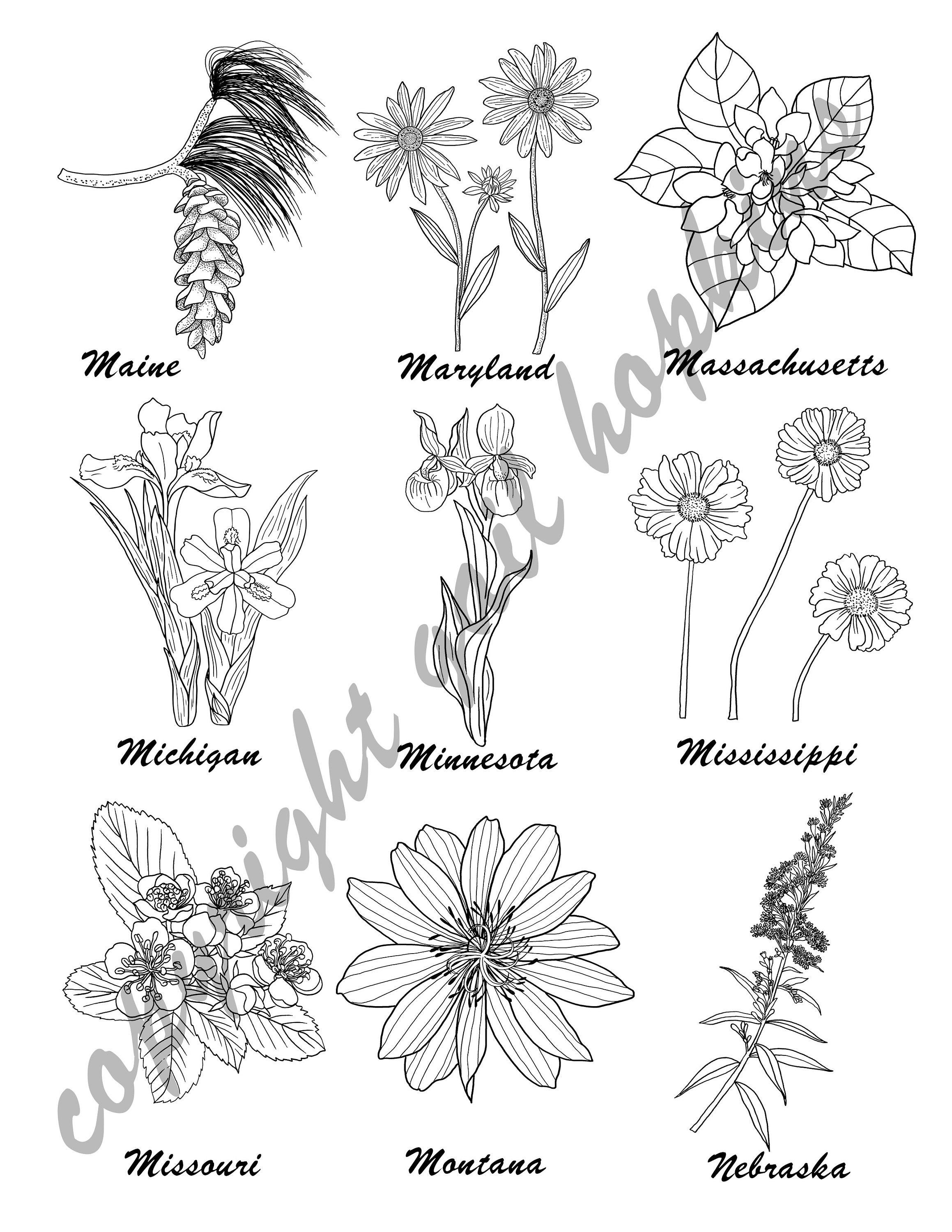 State Flower Coloring Pages Digital Download. Adult, Teen Child ...