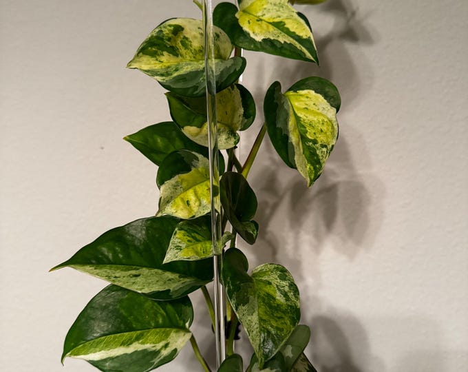 Japanese Global Pothos. RARE. Whole Plant - Etsy