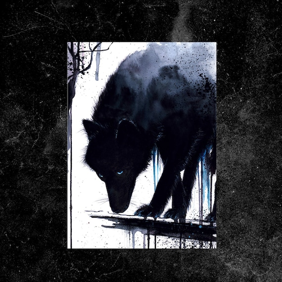 Verletzter Schwarzer Wolf MV: Wolfsattacken Landesbauernverband