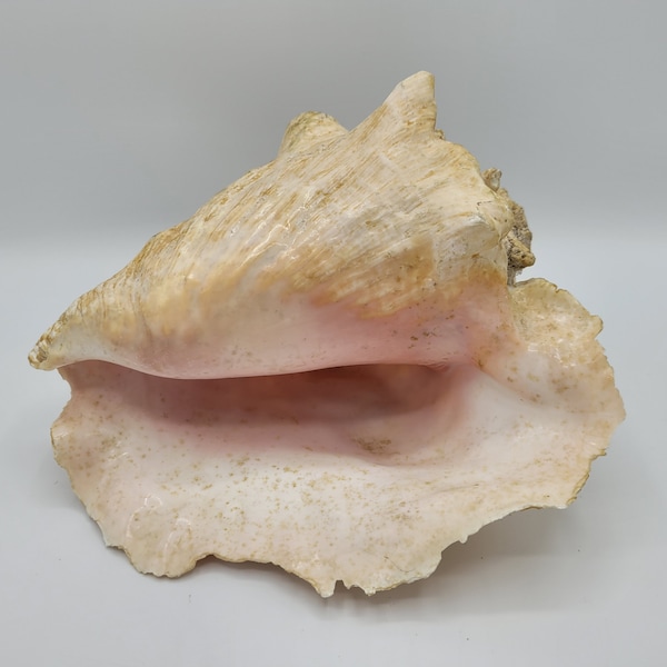 Large Conch Shell - Etsy