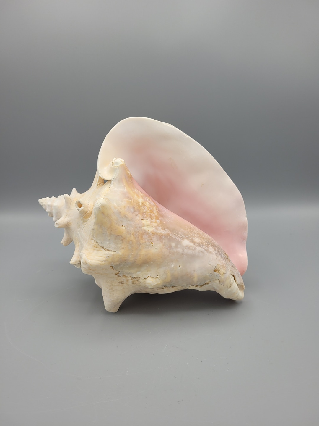 Gorgeous Old Large Conch Shell Large Queen Conch Sea Shell Approx 8 in ...