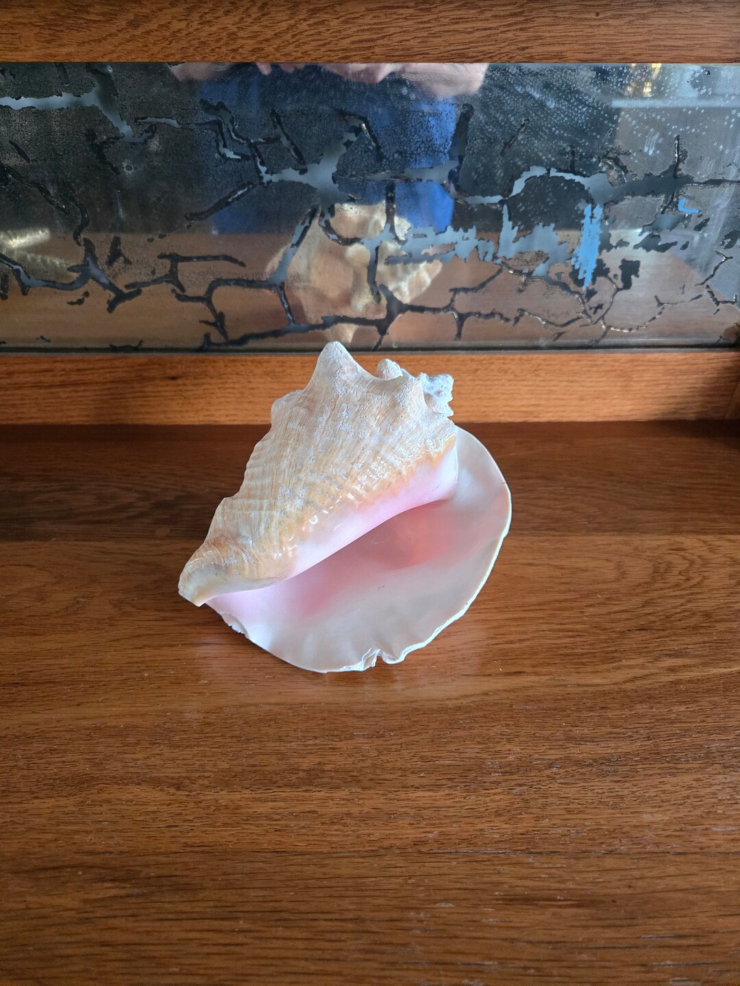 Gorgeous Old Large Conch Shell Large Queen Conch Sea Shell Approx 8 in ...