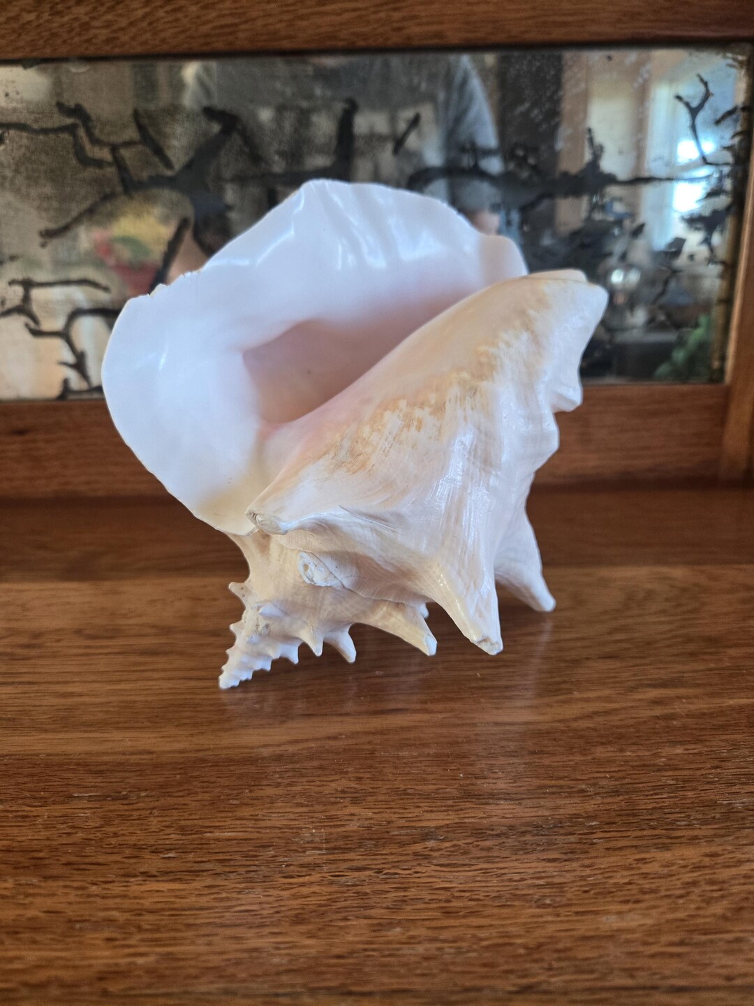 Gorgeous Old Large Conch Shell Large Queen Conch Sea Shell Approx 7 1/4 ...