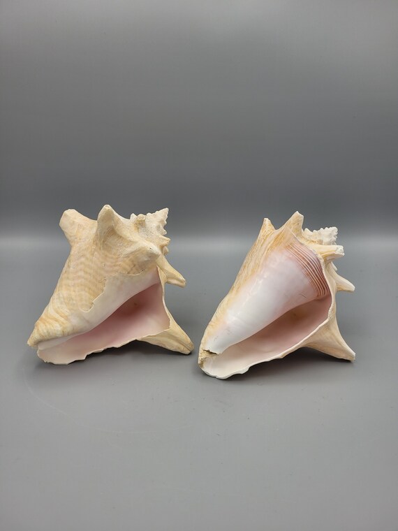 Queen Conch Shell Queen Conch Hatchery Curaçao: Saving An Endangered