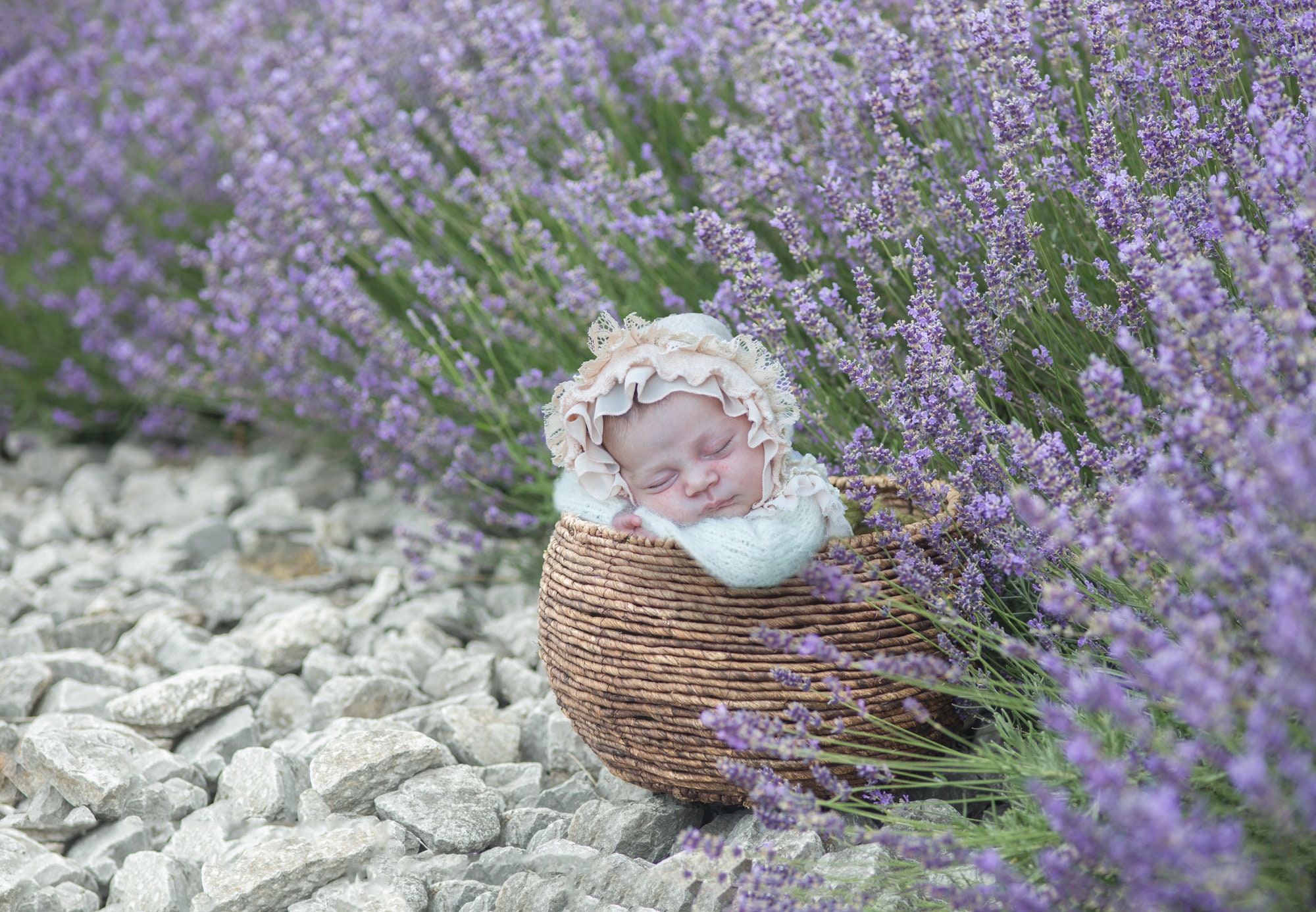 Lavender-digital Backdrop-newborn - Etsy