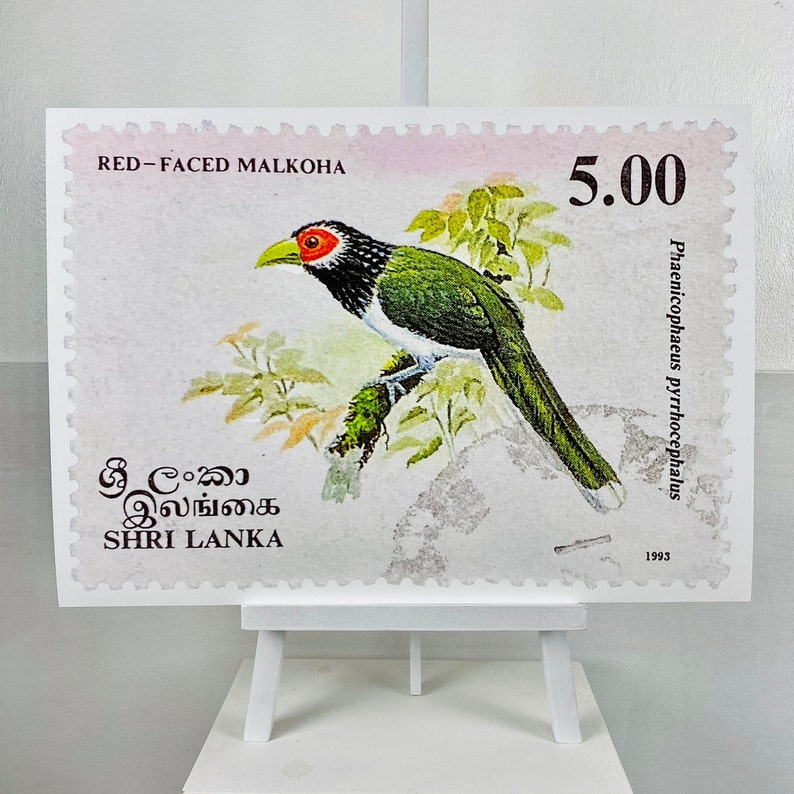 Lovely Red-faced Malkoha Sri Lankan Stamp Art Inspired Giclée Print - Etsy