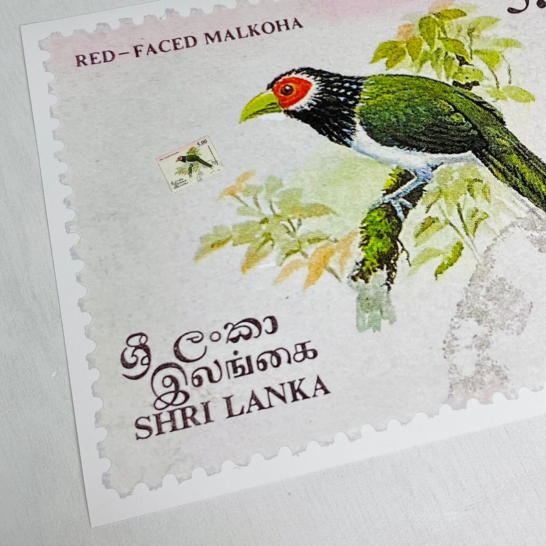 Lovely Red-faced Malkoha Sri Lankan Stamp Art Inspired Giclée Print - Etsy