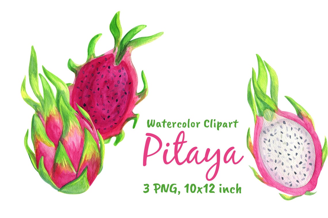 Dragon Fruit Watercolor Clipart Png Painting Pink Pitaya Art - Etsy