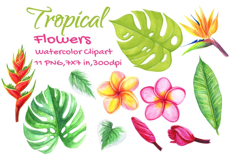 Watercolour Tropical Flowers Clipart Jungle Summer Wedding Tropics ...
