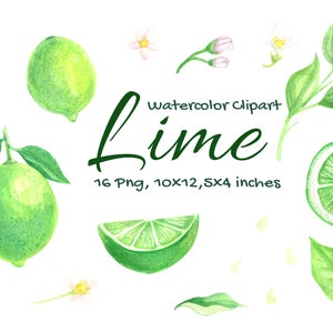 Lime Watercolor Fruit Slice Citrus Clipart Summer Illustration Green ...