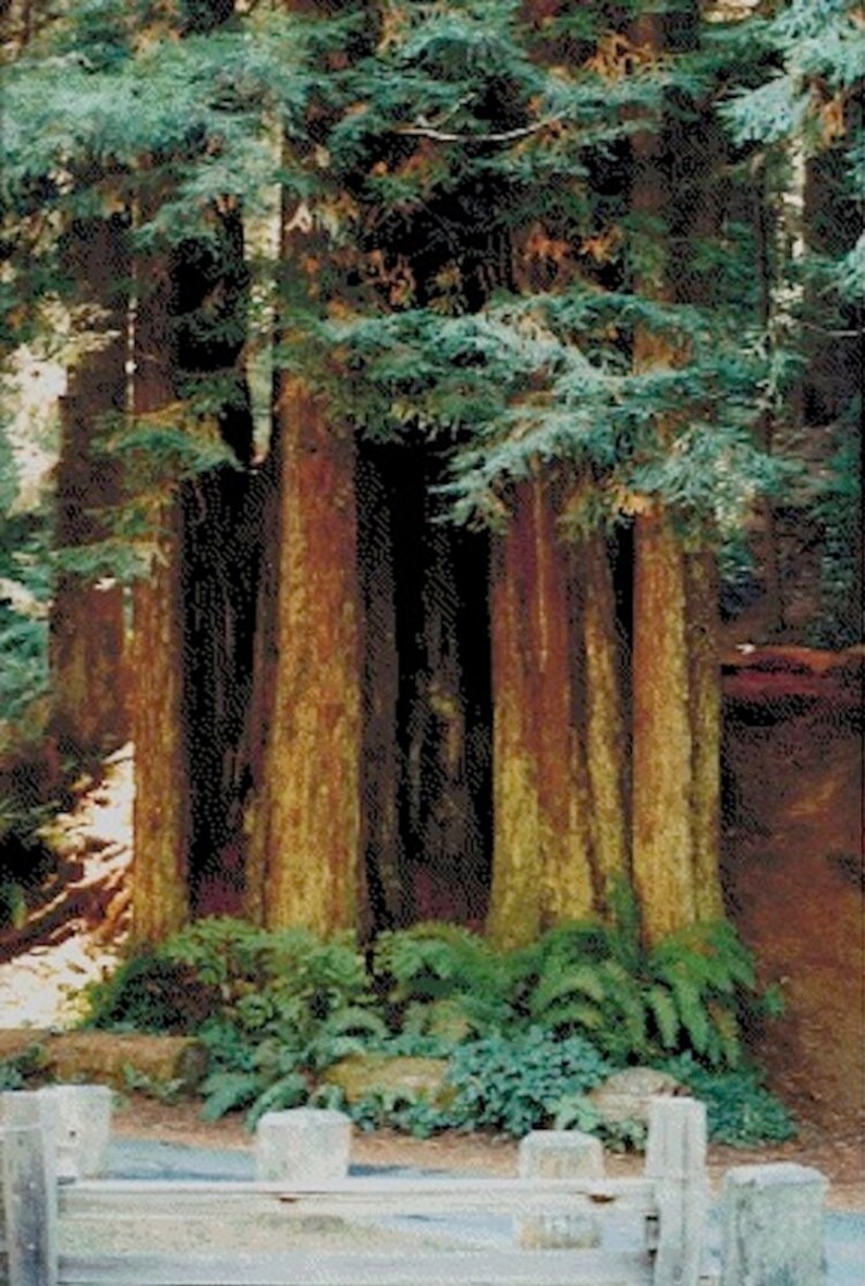 Redwoods PDF Cross Stitch Pattern - Etsy