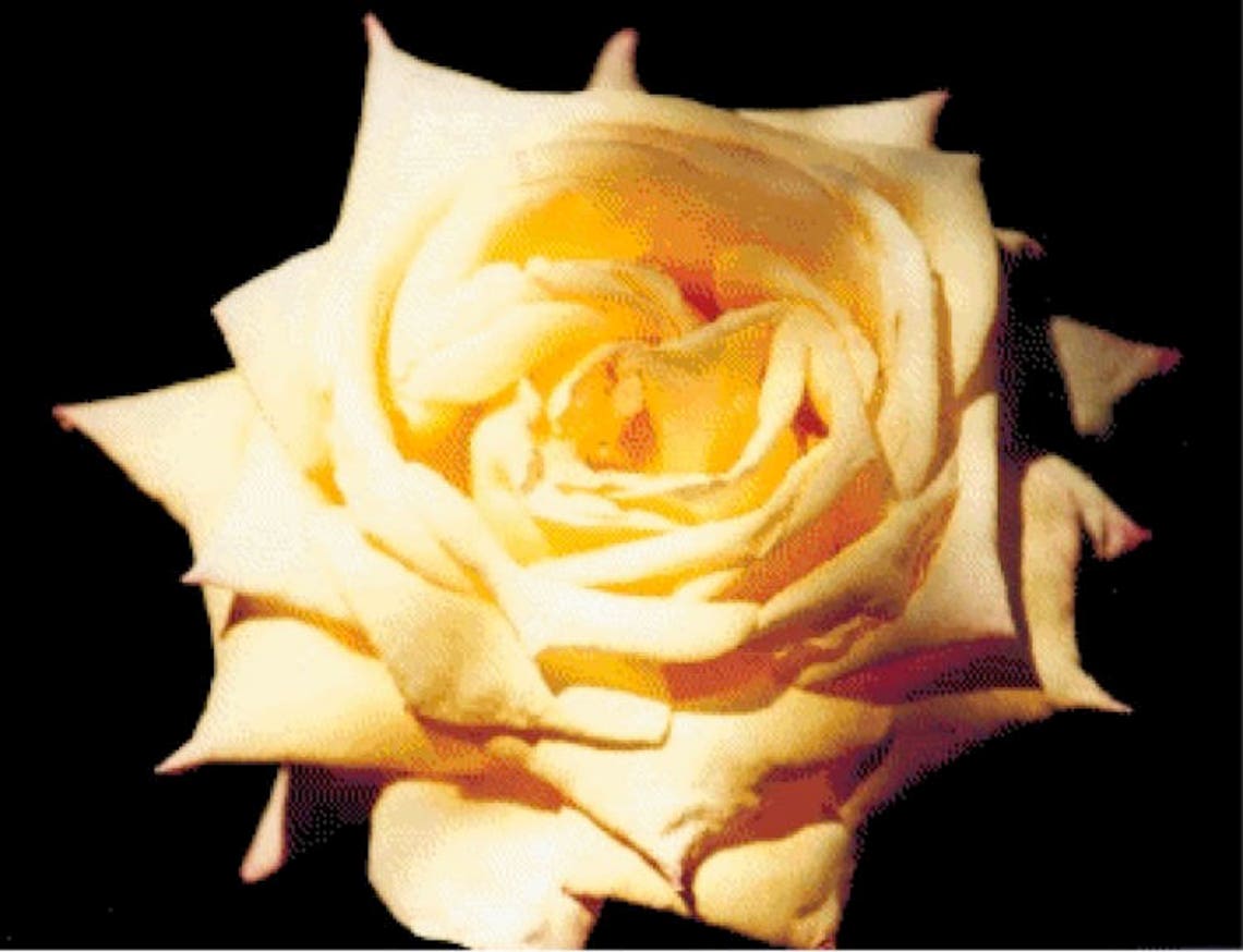 Yellow Rose PDF Cross Stitch Pattern - Etsy