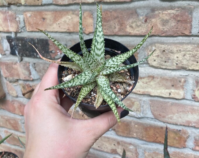 Aloe ‘lizard Lips’ Hybrid - 3” Pot Live Plant Succulents - Etsy