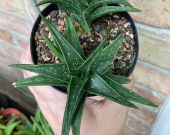 Aloe lizard Lips Hybrid 3 Pot Live Plant Succulents - Etsy
