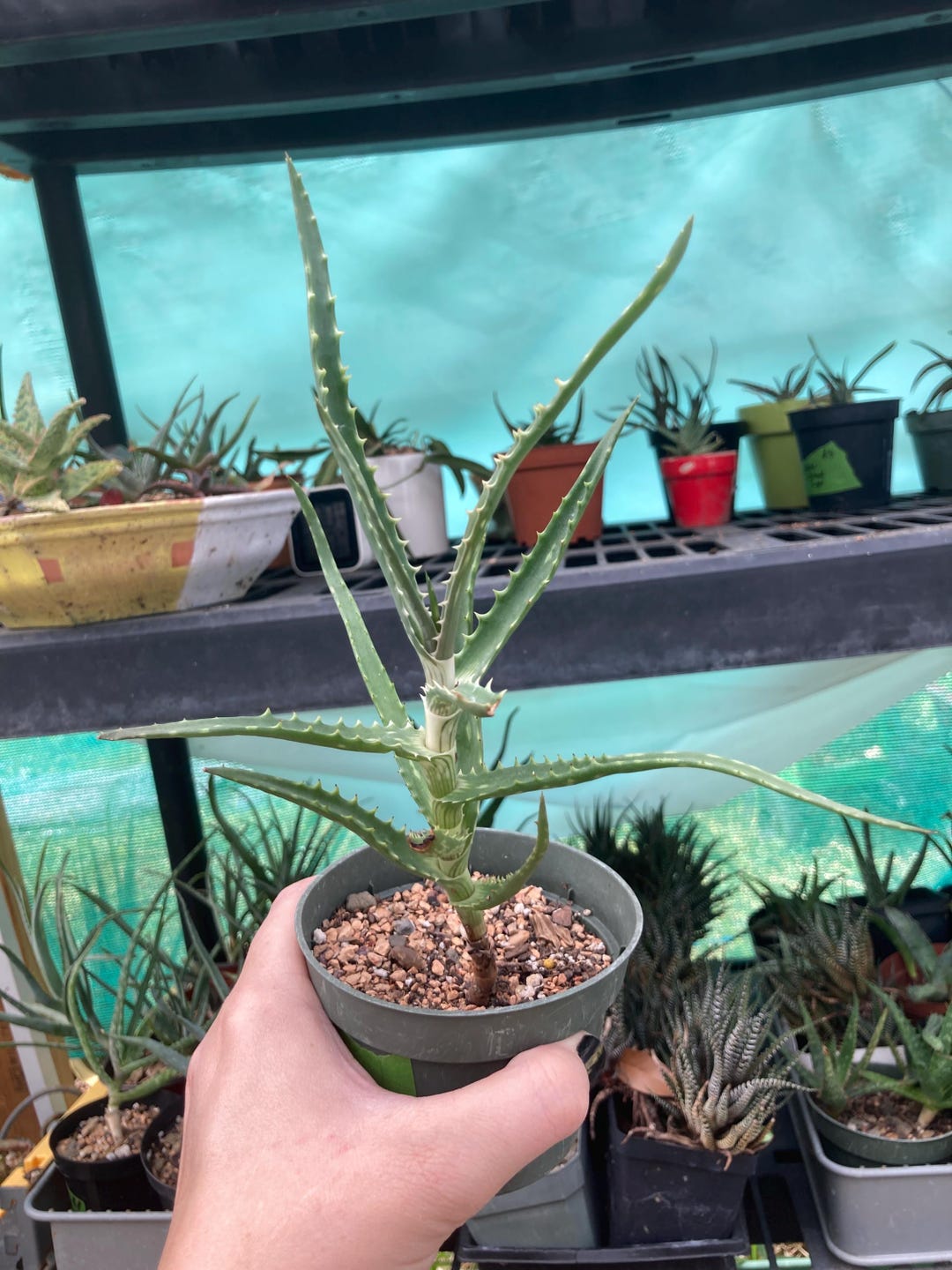 Aloe Dawei or Kedongensis Plant 4 Pot Live Succulents, Free Shipping - Etsy