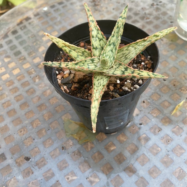Aloe Plant - Etsy