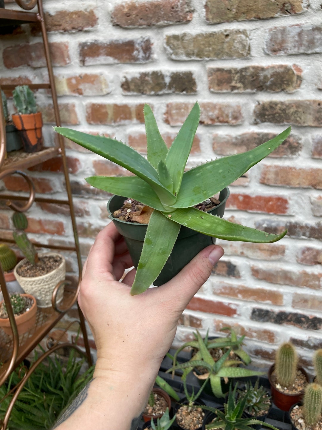 Ghost Aloe X Schimperi Hybrid Striata X Maculata Offset 4 - Etsy