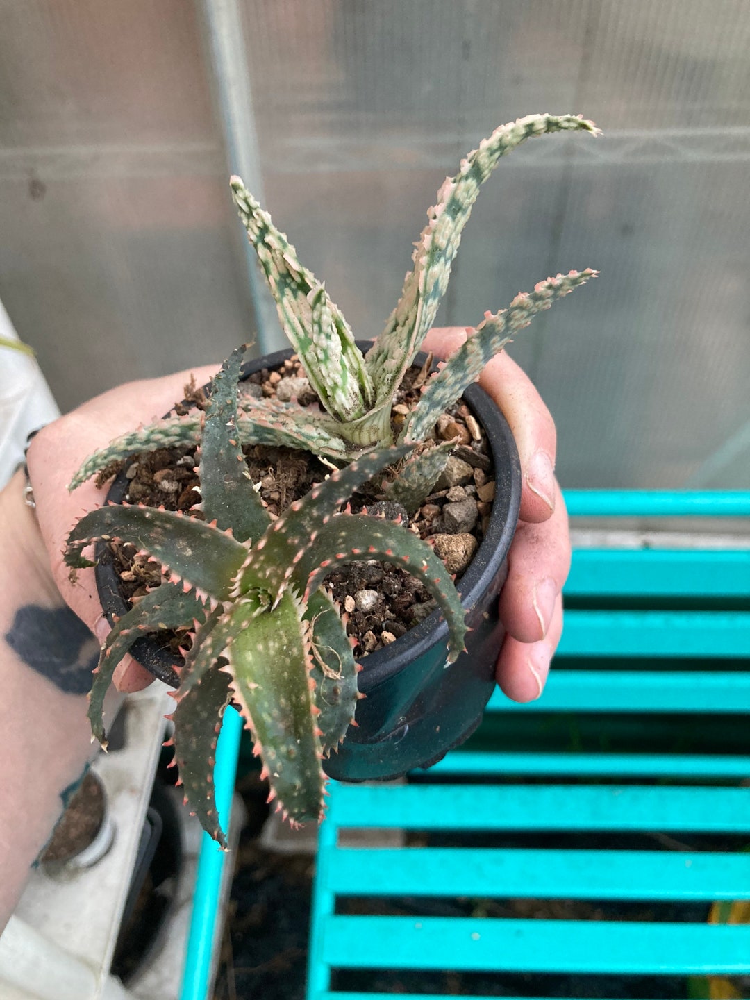 Aloe lacey and christmas Sleigh Hybrid Offsets 3 Pot - Etsy