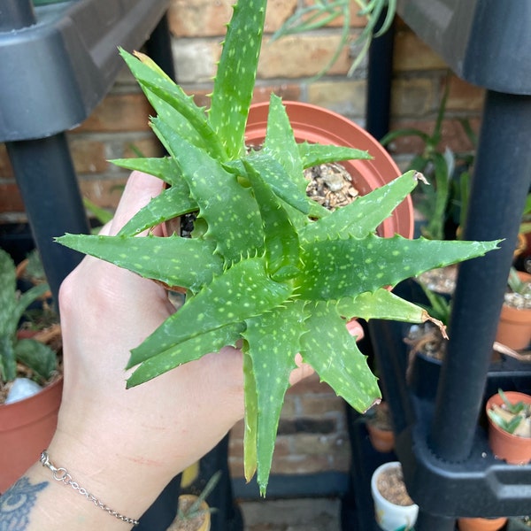 Aloe Hybrid - Etsy