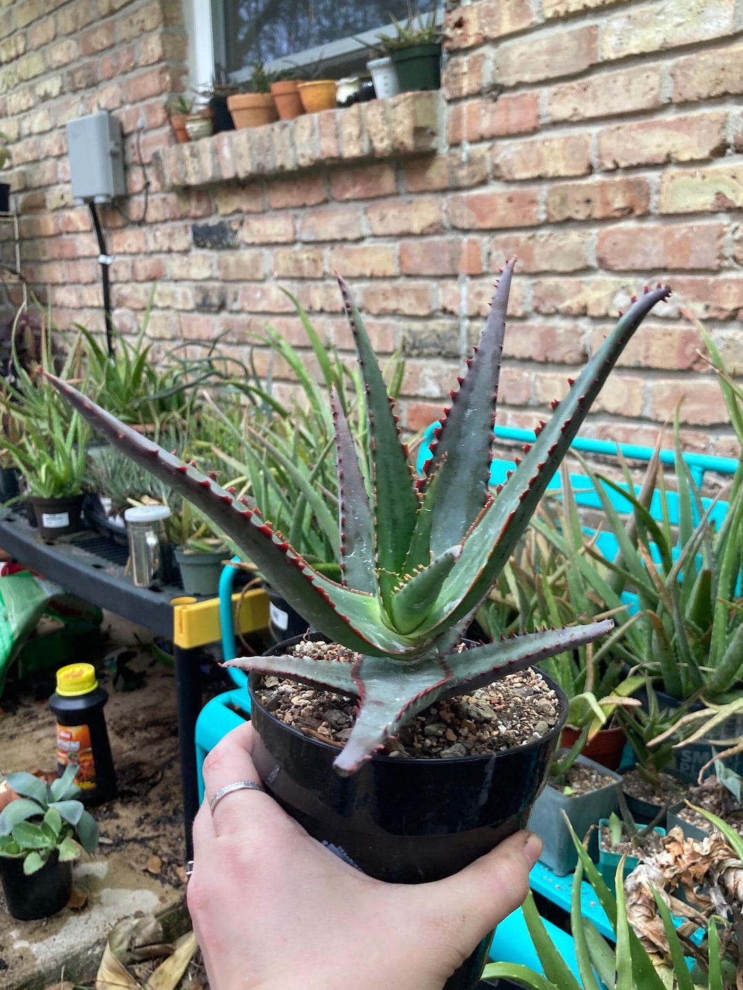 Aloe diablo Divaricata Hybrid 5 Pot Live Plant Succulents - Etsy