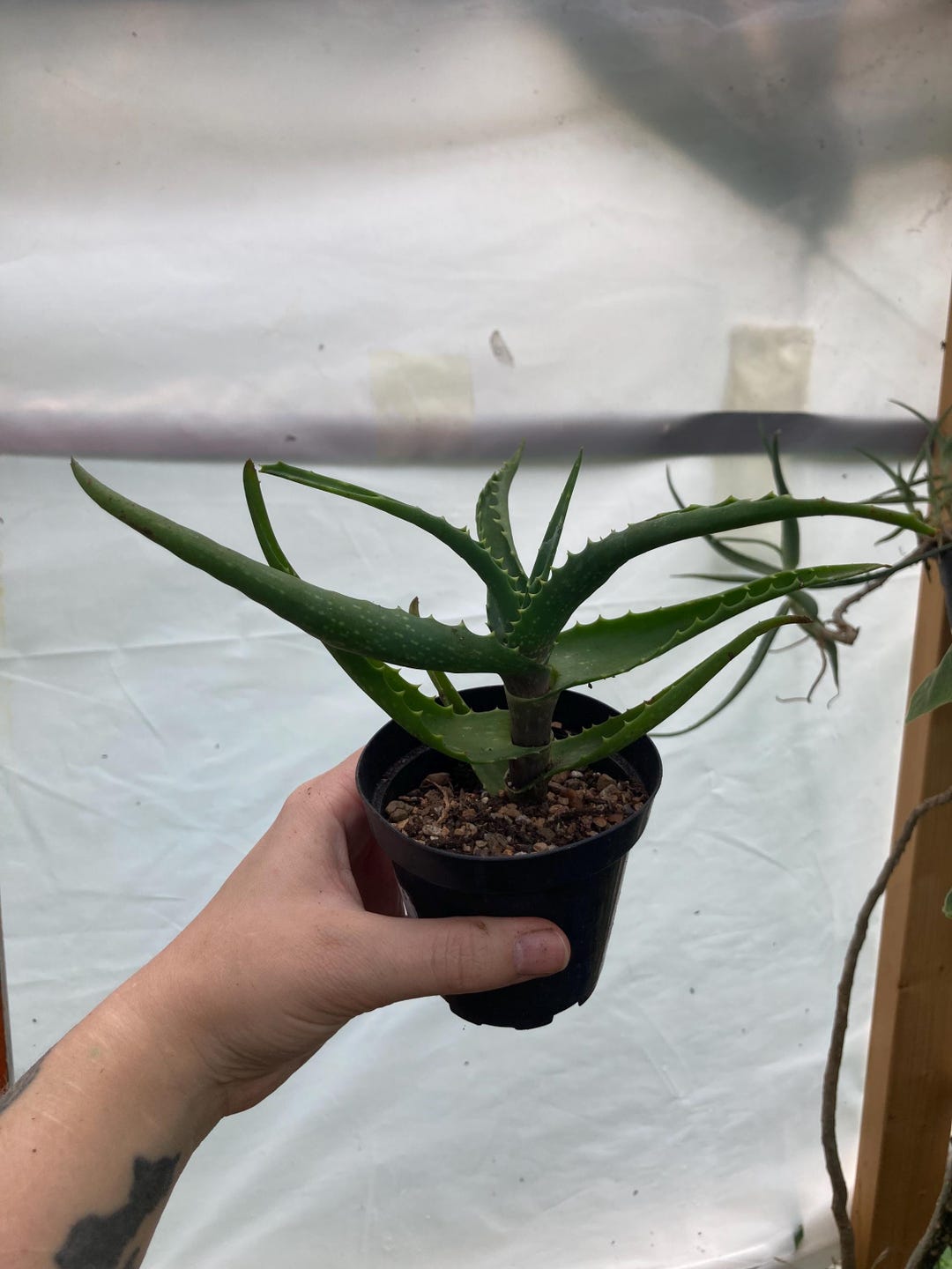 Aloe Elgonica Offset 3 Pot Live Plant Succulents - Etsy