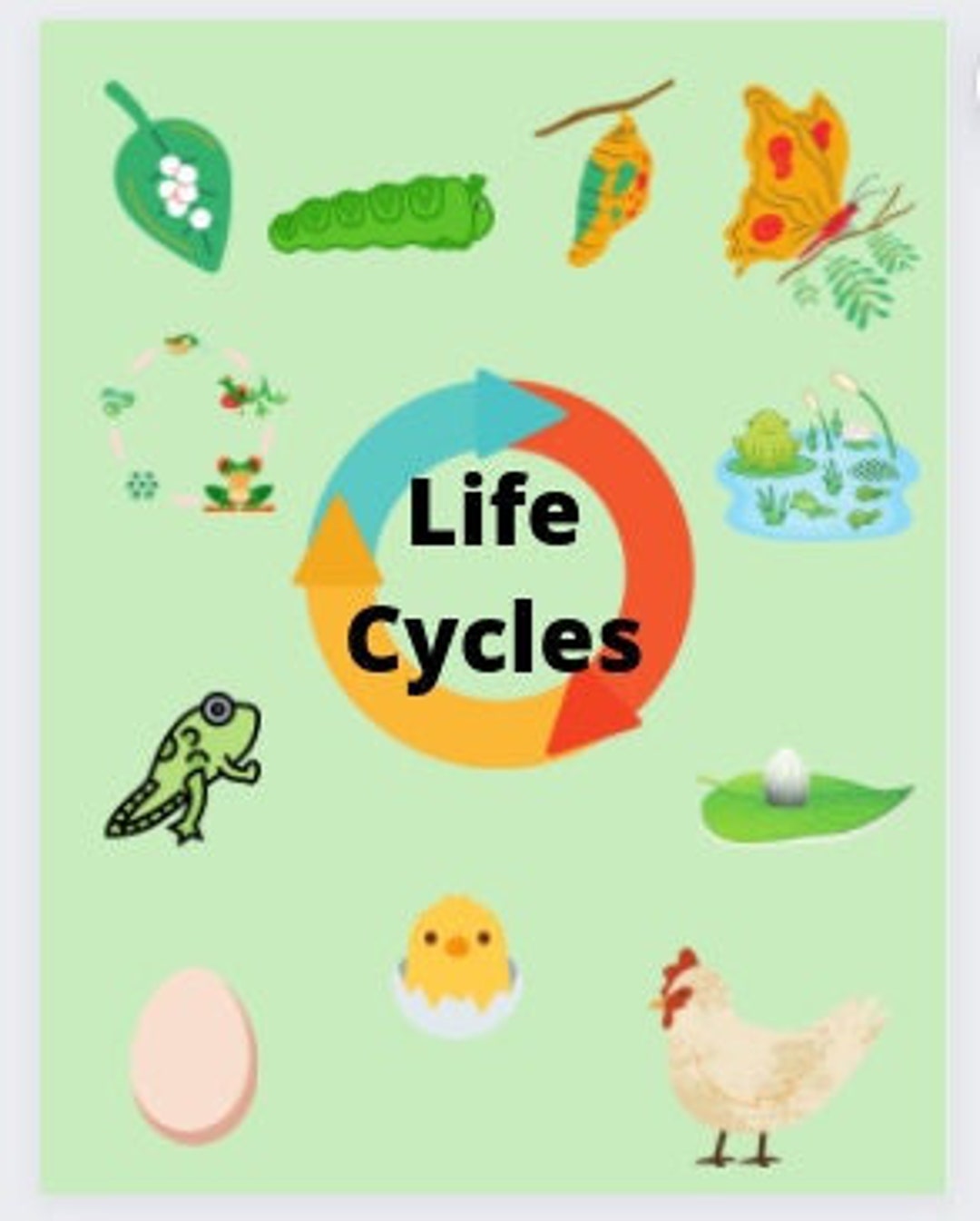 STEM Stages of Life Cycles - Etsy