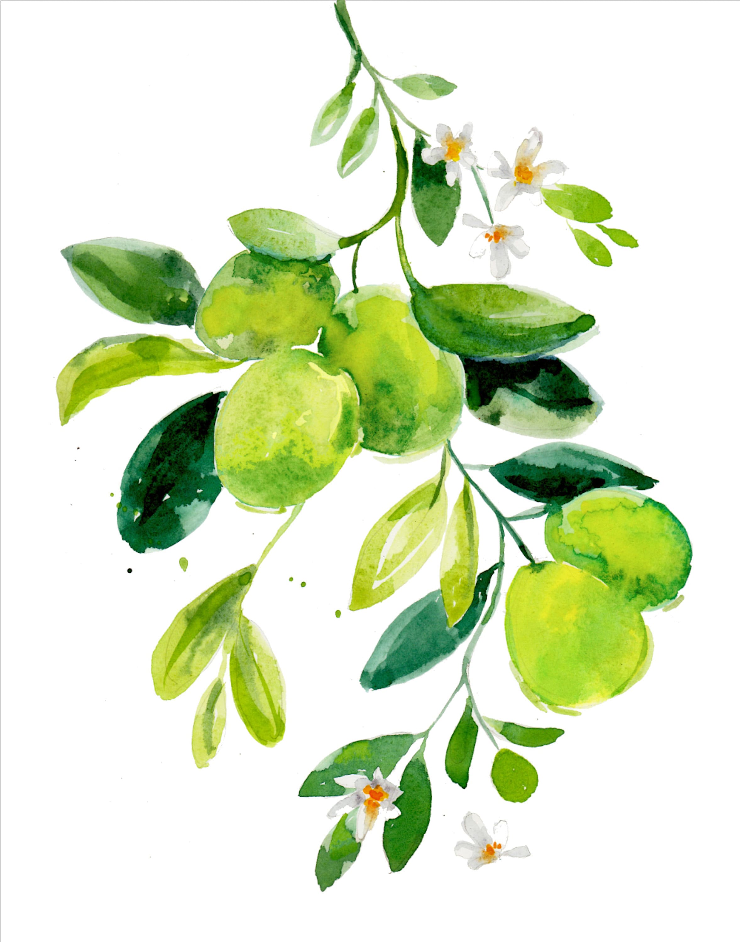 Lime Branch Watercolor Artwork, Lime Original Painting, Citrus Art ...