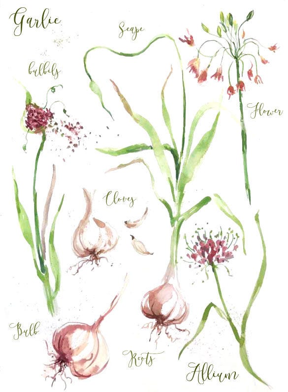 Wild Garlic Print, Watercolor Artwork, Hand Painted Original Artwork ...