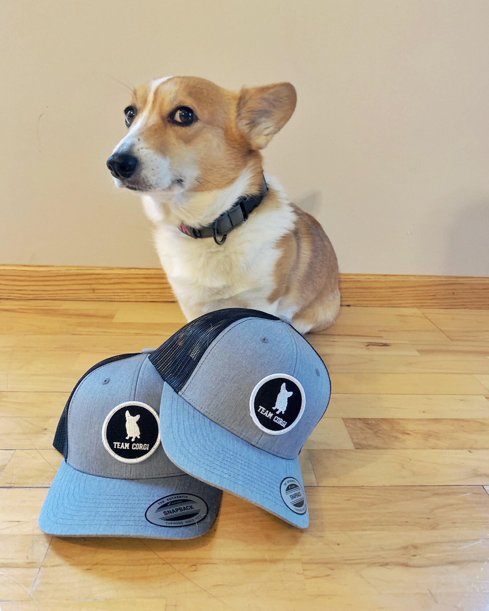 Team Corgi Snapback hat | Etsy