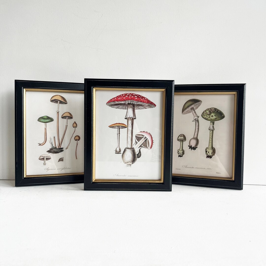 Vintage Mushroom Framed Wall Art Black and Gold Antique Style Frame ...