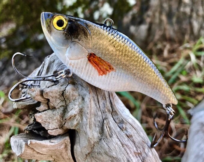 Custom Painted GOLD SHINER Lipless Crankbait - Etsy